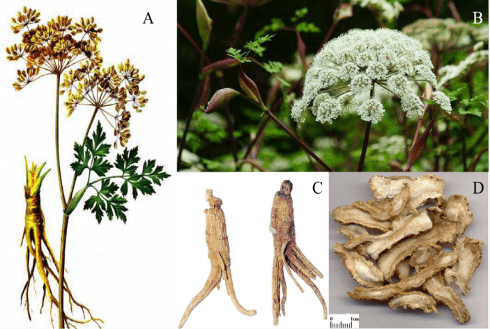 Application and Pharmacological Properties of Chinese Herb Danggui: A ...